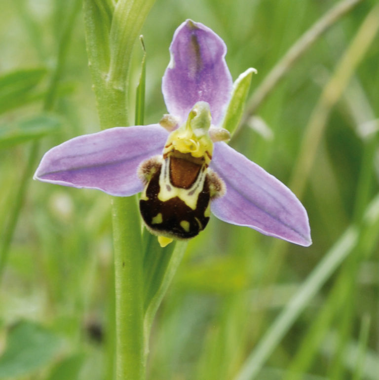 Des orchidées sauvages dans votre pelouse - Parc naturel régional ... Des orchidées sauvages dans votre pelouse - Parc naturel régional ...