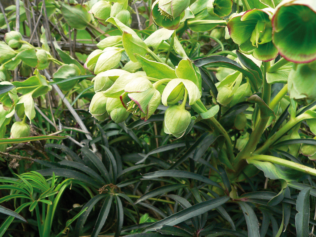 L'hellébore fétide - Parc naturel régional Livradois-Forez