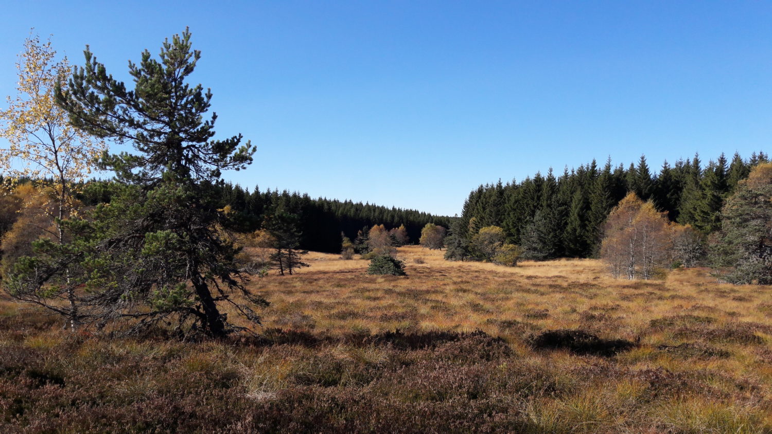 Monts du Forez - Parc naturel régional Livradois-Forez