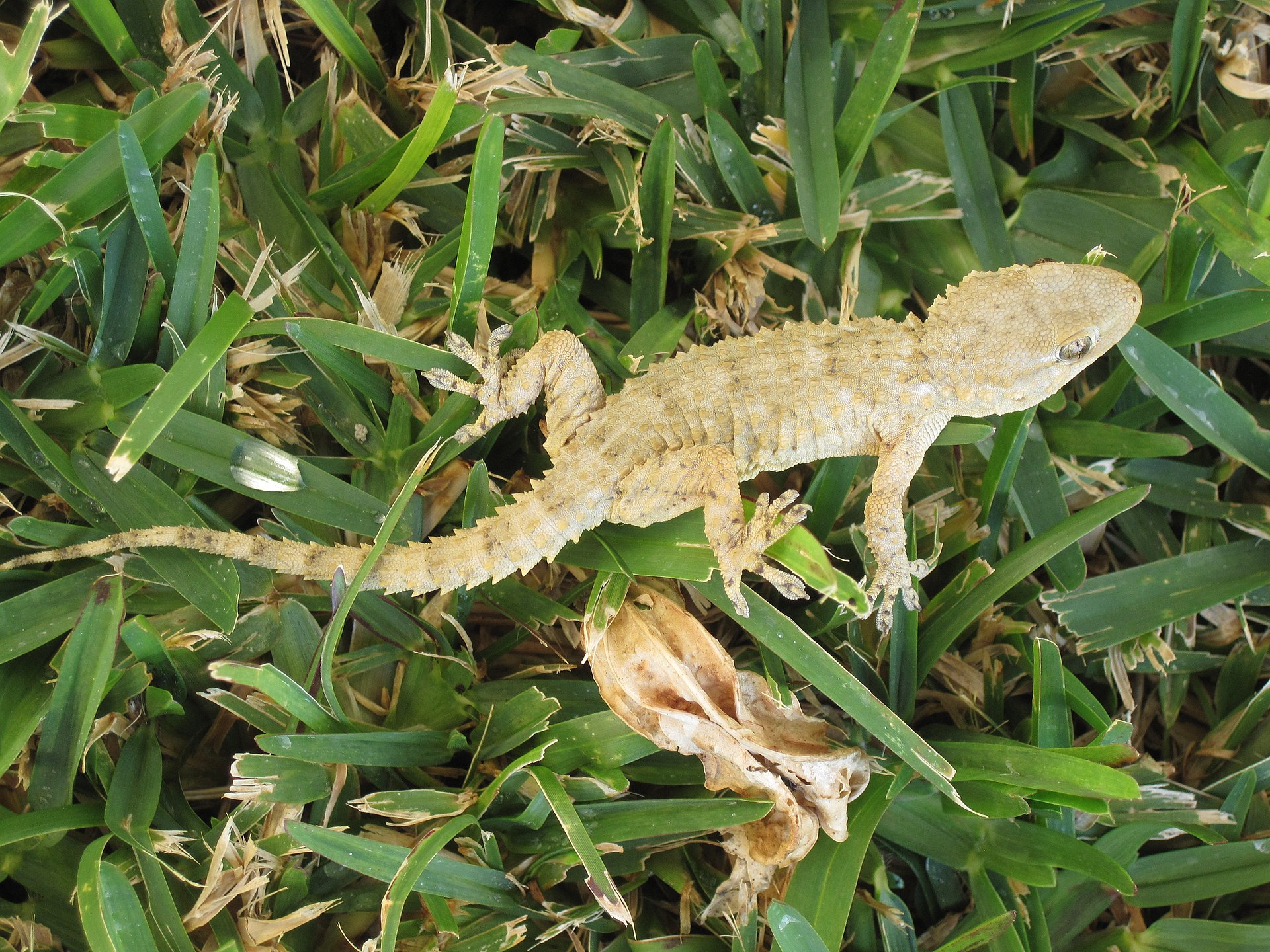 Observation d'un gecko à Marat : la Tarente de Maurétanie - Parc ...