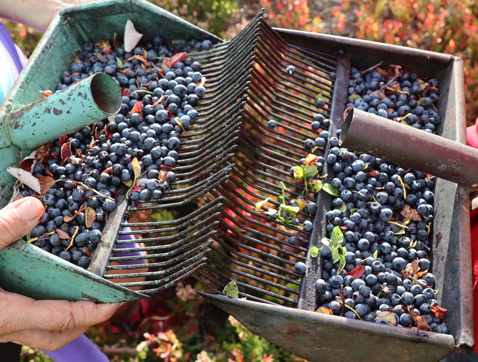 Myrtille sauvage - Parc naturel régional Livradois-Forez